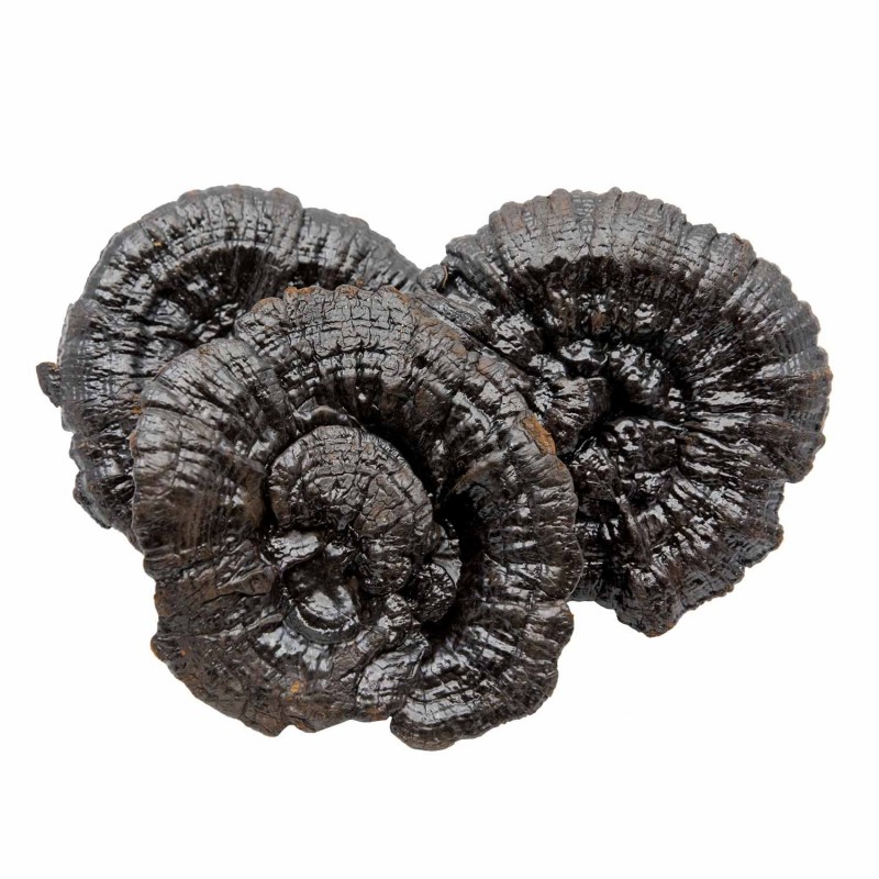 Black Ganoderma Lucidum/LB